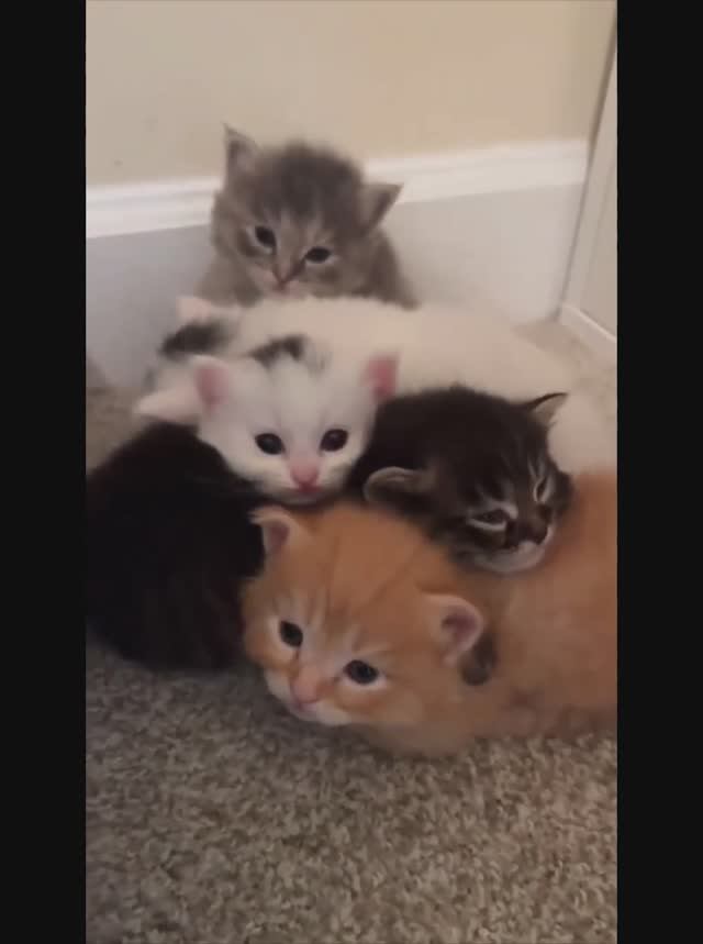 😲 Самые необычные котята!