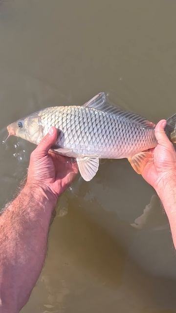 Он уже думал, что его пустят на уху