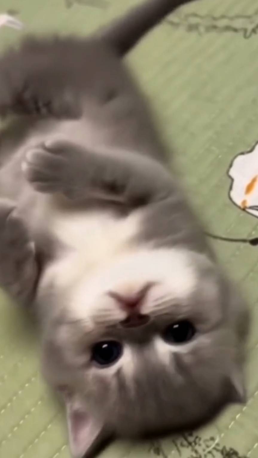 🤸 Котенок Акробат