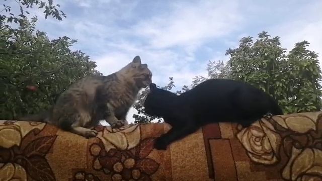 Чёрная вредина