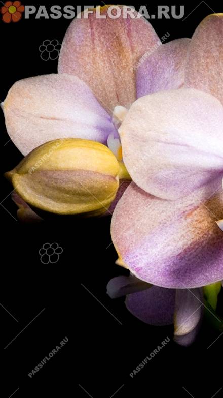 P. Mituo Rose Golden Rose