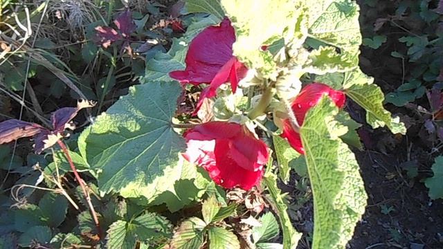 Поцелую нежно в щёчку!