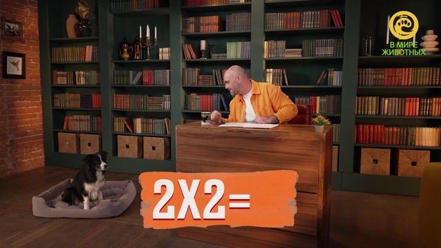 В мире домашних животных. Анонс. Канал В Мире Животных