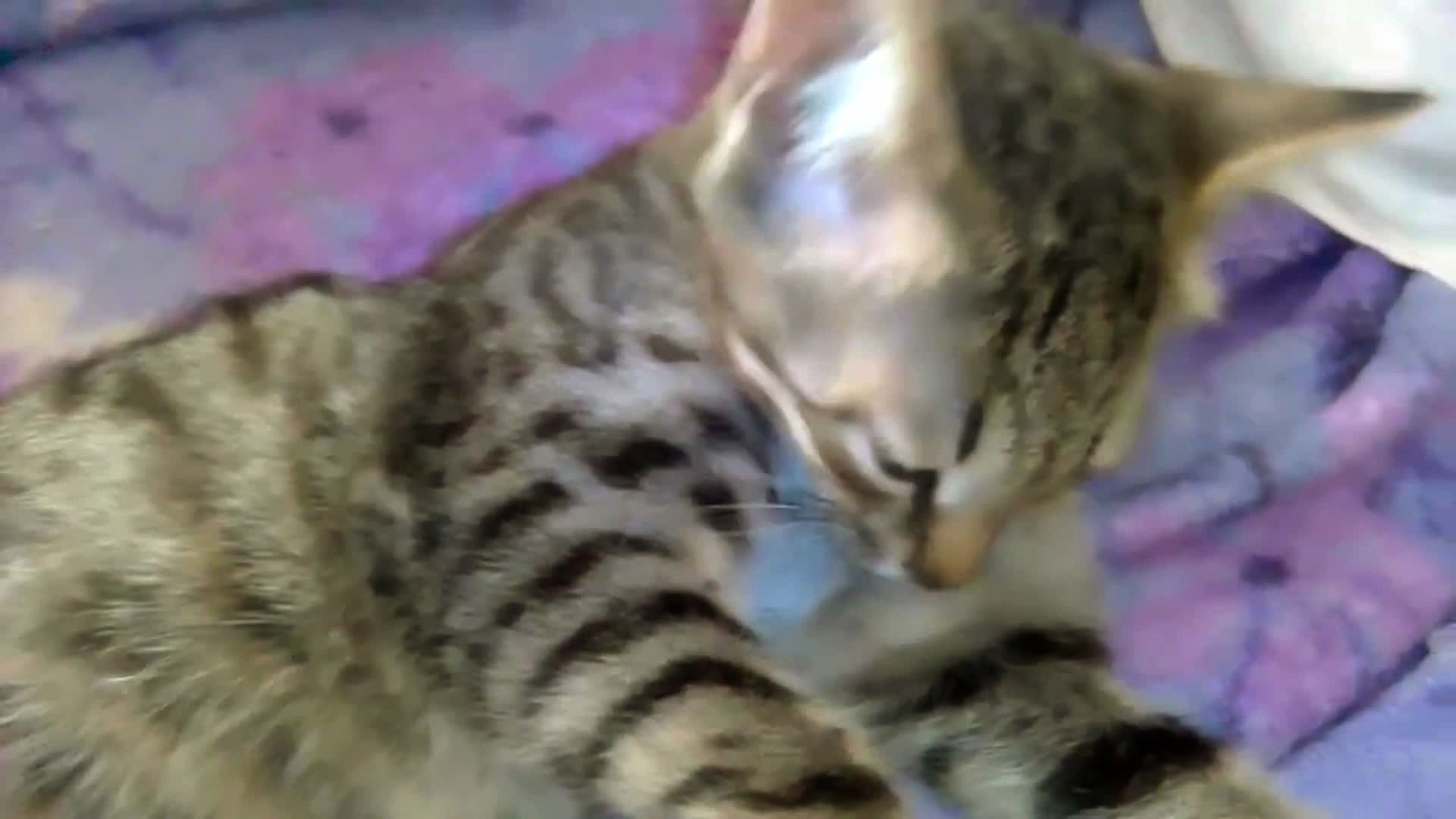 Максику 4 месяца.  Когда деревья были большими😻😁!