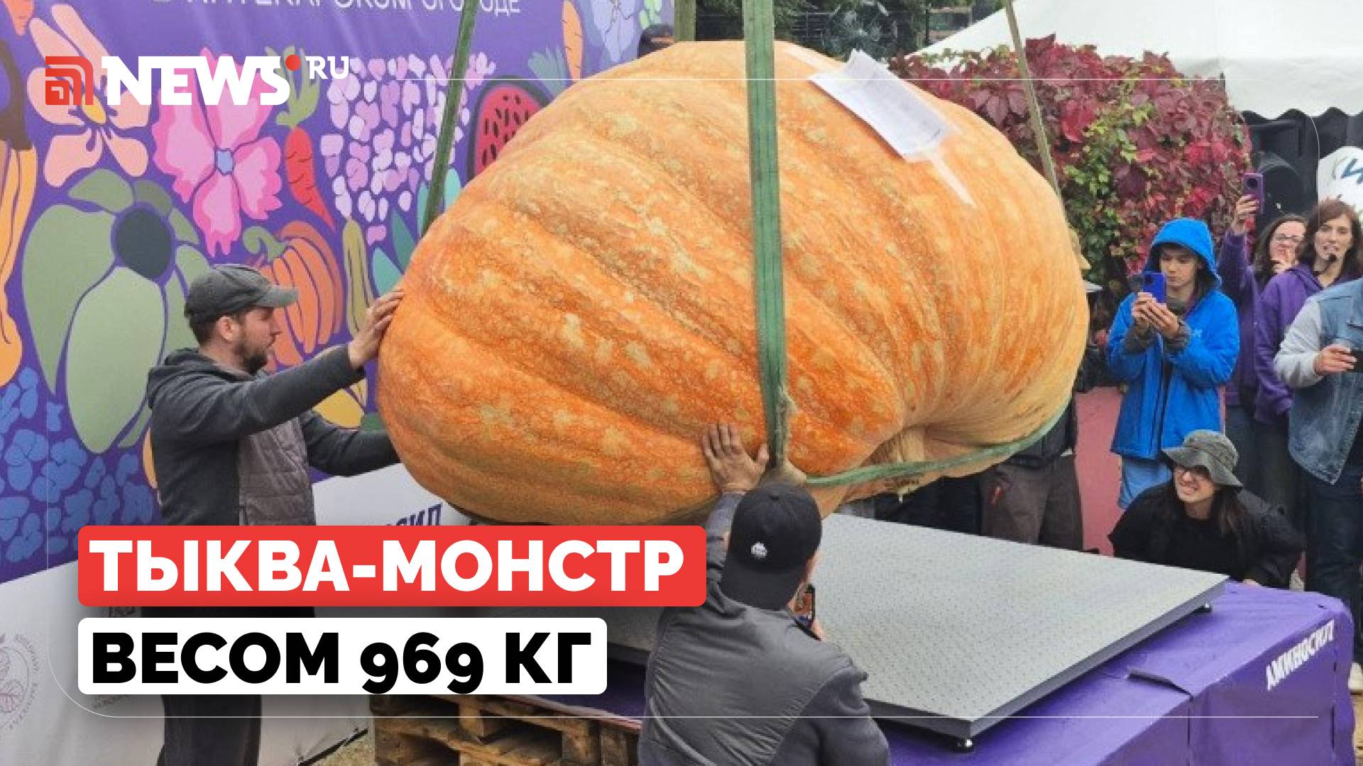 Гигант весом под тонну. Житель Подмосковья вырастил самую большую тыкву в России