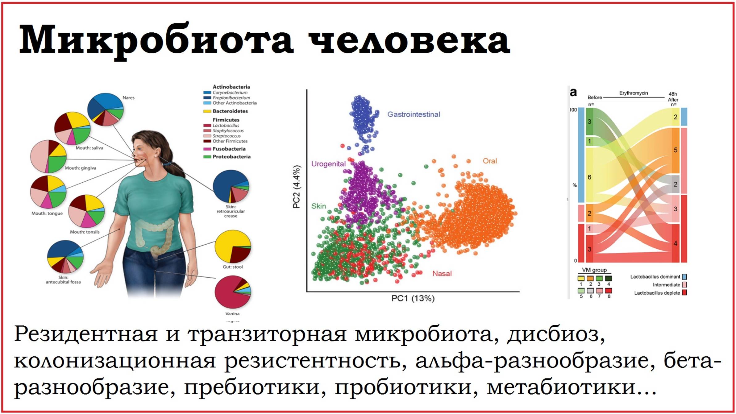 Микробиота человека