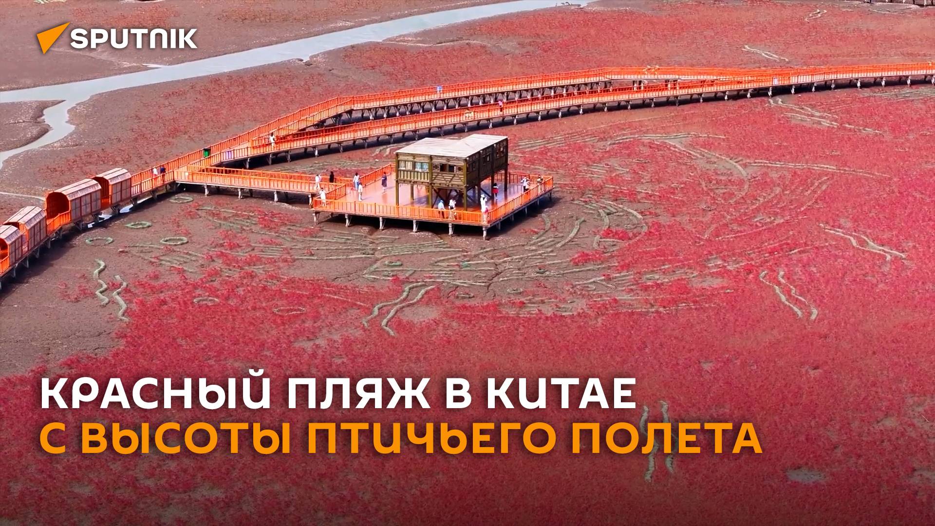 Крупнейший болотный массив: Красный пляж в Китае сняли на видео с высоты