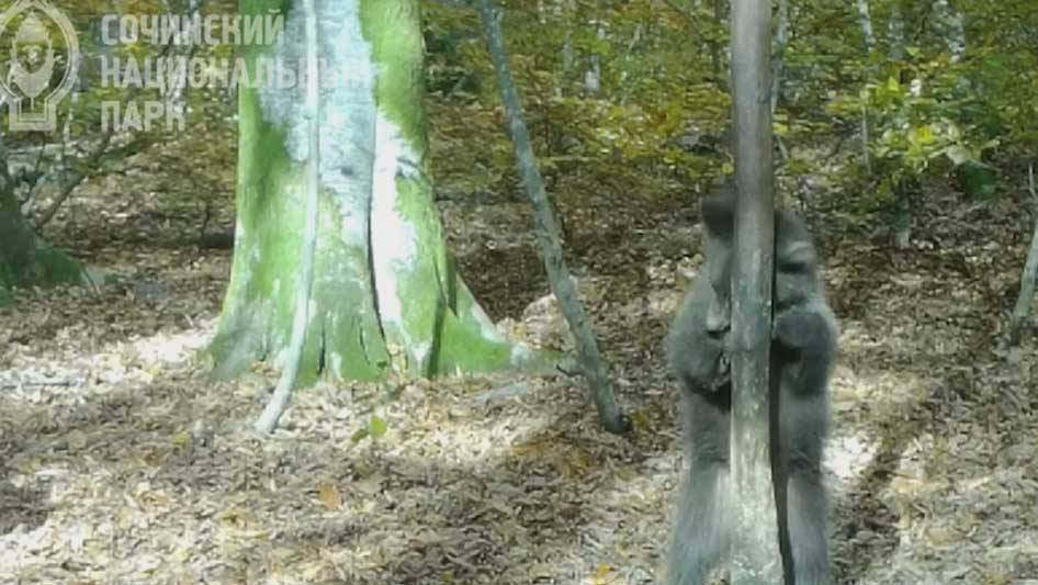 В Красной Поляне медведи все чаще выходят к людям