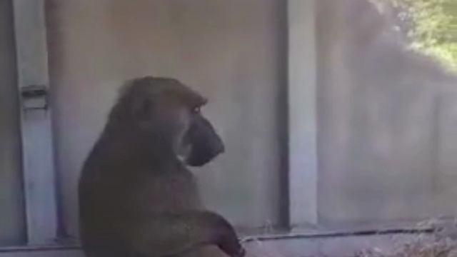 У обезьян. Гибончик и лемур.