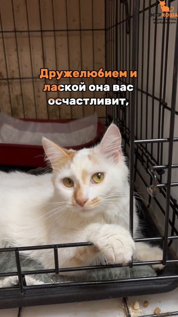 Сечиль ждёт вас в приюте #Муркоша