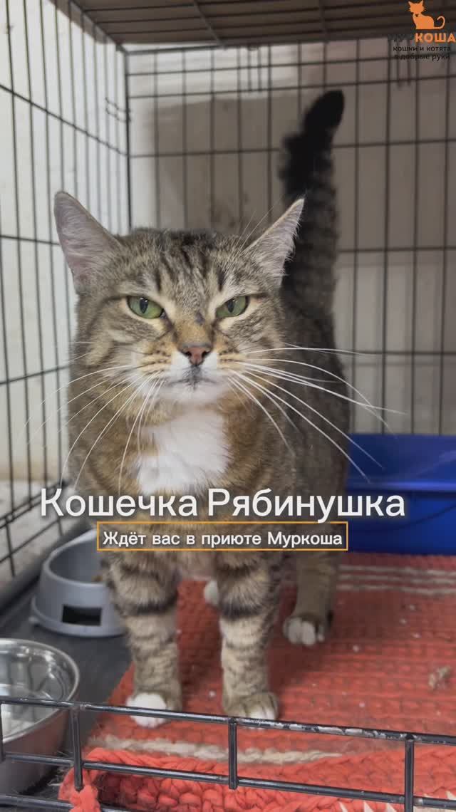 Рябинушка ждёт вас в приюте #Муркоша