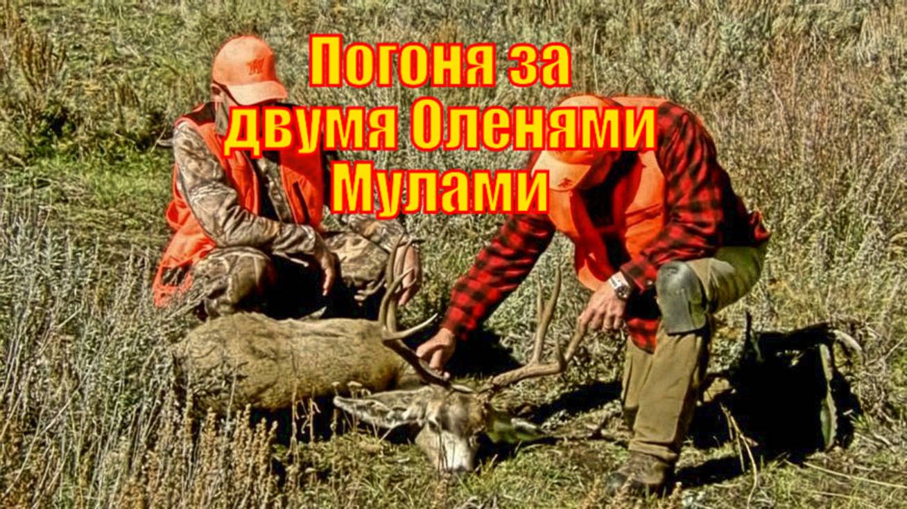 Погоня за двумя гигантскими Оленями Мулами в Северном Колорадо
