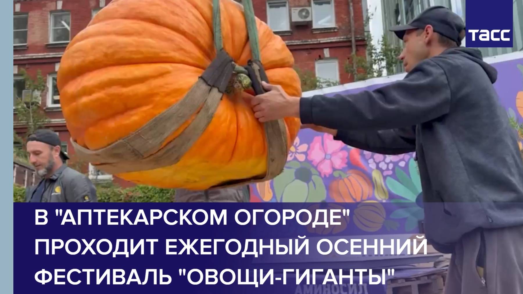 В "Аптекарском огороде" проходит ежегодный осенний фестиваль "Овощи-гиганты"