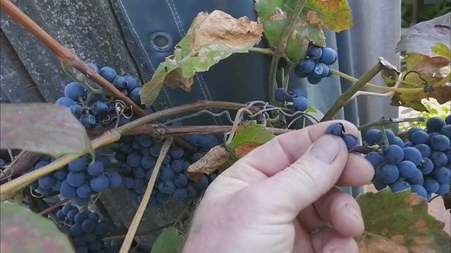 В середине сентября созрел виноград сорт Изабелла в средней полосе
