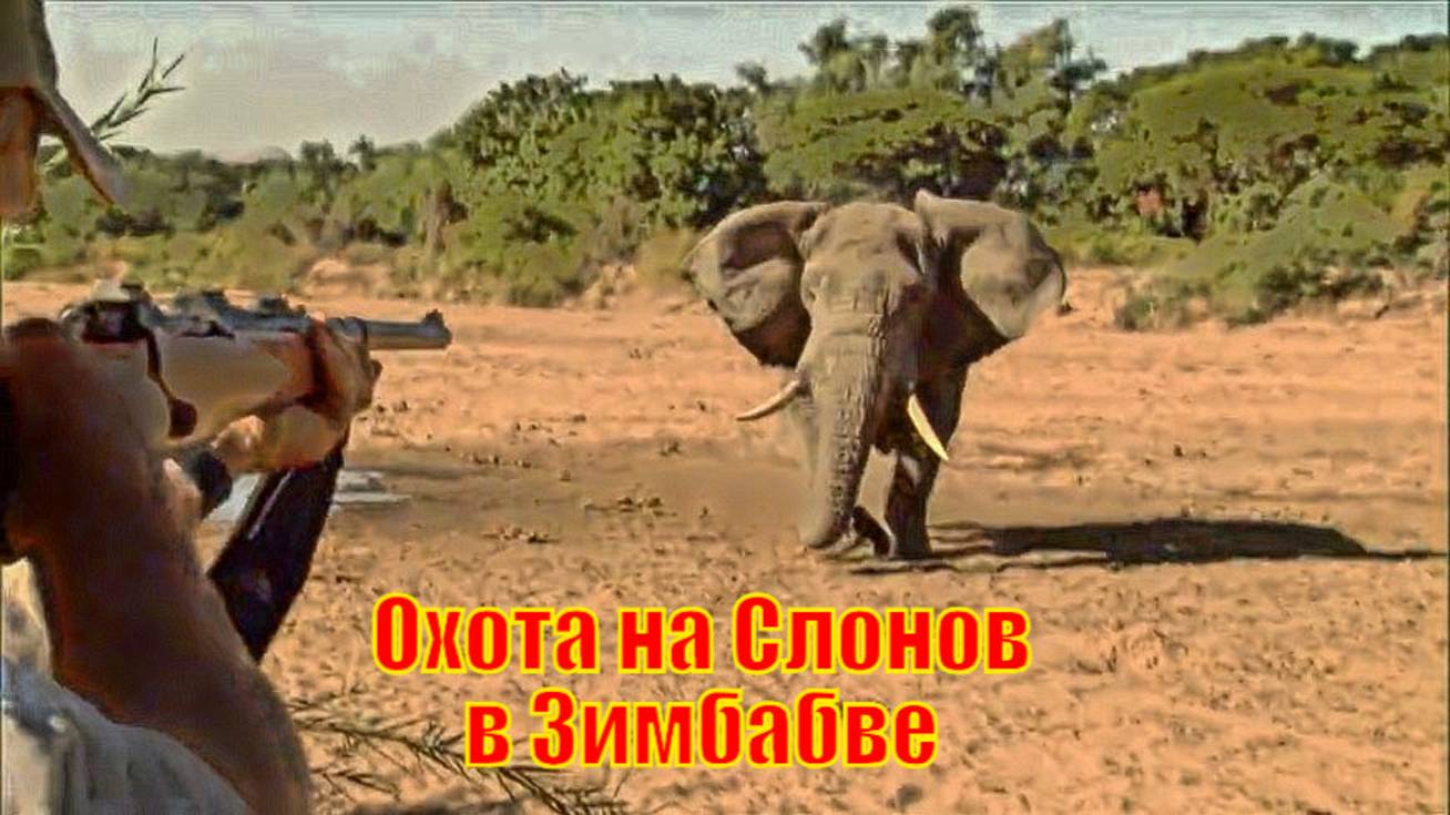 Охота на Слонов в Зимбабве