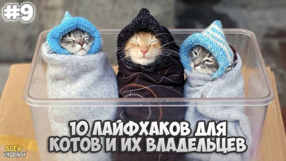 Приколы с котами с озвучкой Смешные коты; Самые Смешные животные.