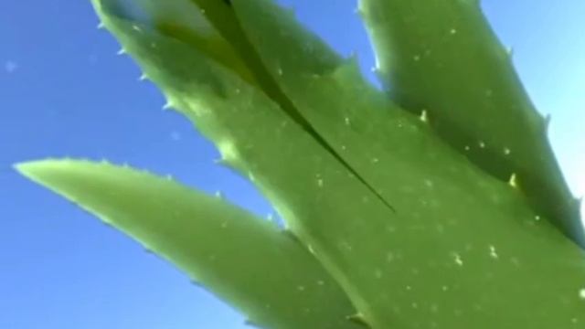 Doshirak ALOE