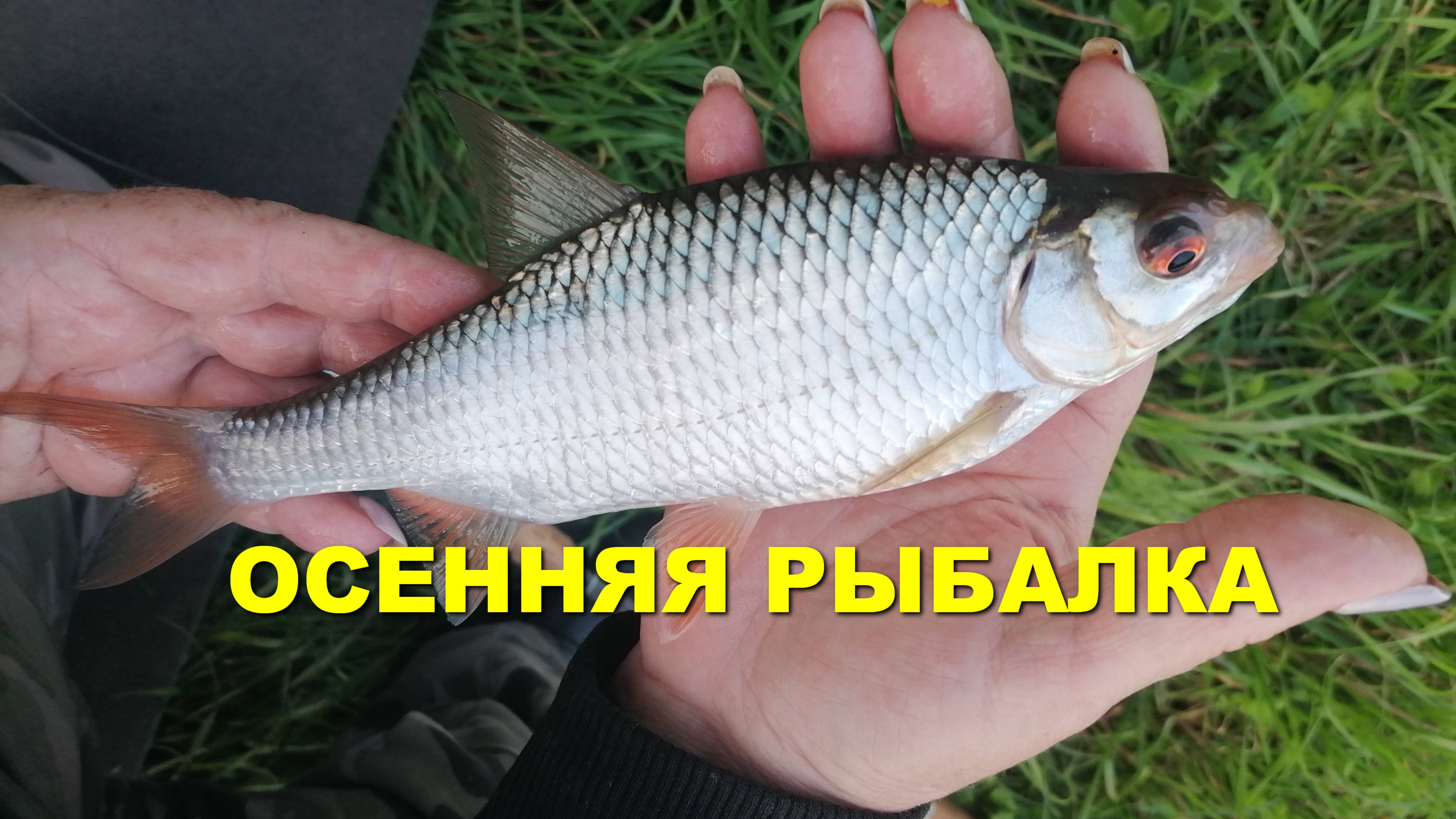 РЫБАЛКА осенним вечерком! Согласны на любую РЫБУ!