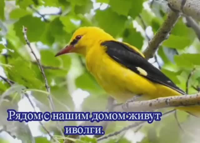 Иволги рядом.