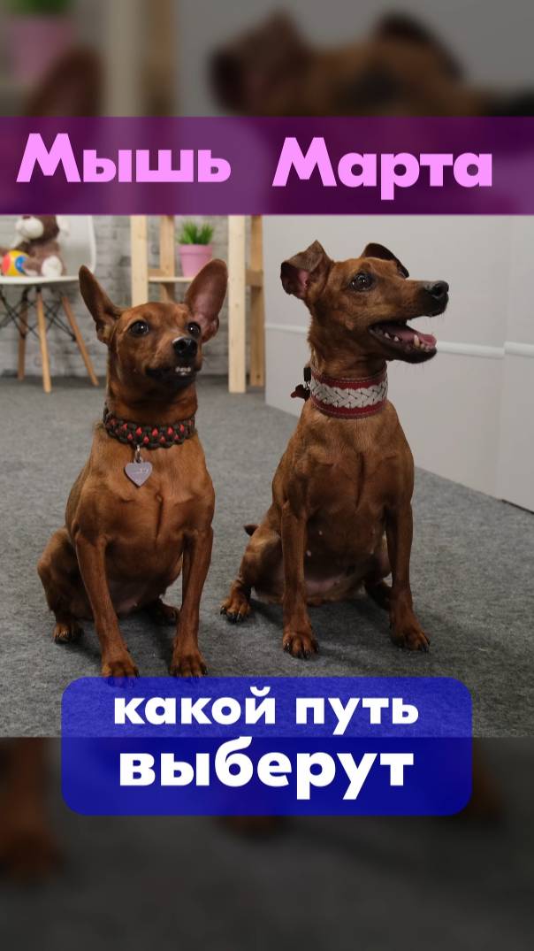 Какое окошко выбрать?