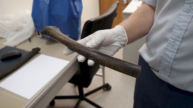 Оригинальная кость. Усть Ишимская кость Сибирского Кроманьонца.