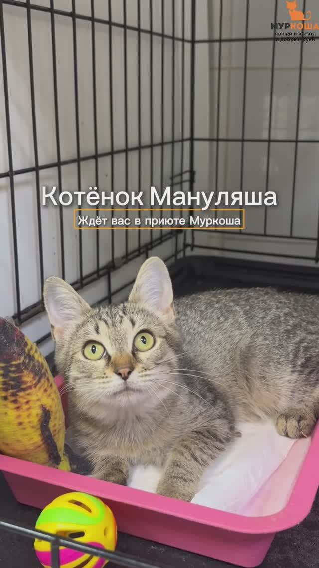 Мануляша ждёт вас в приюте #Муркоша