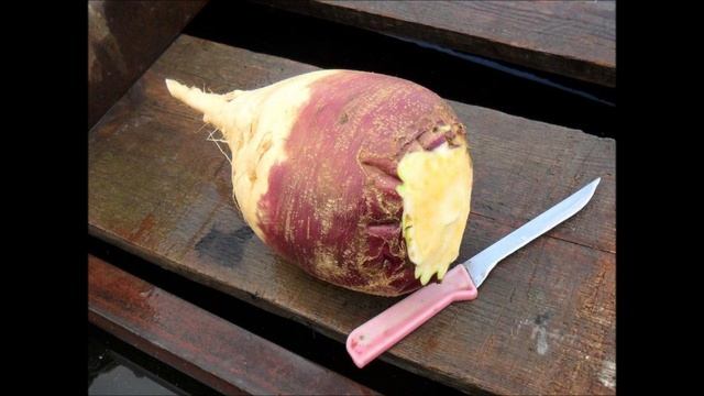 Уборка брюквы