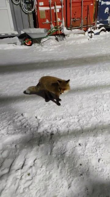 скажи дообрая