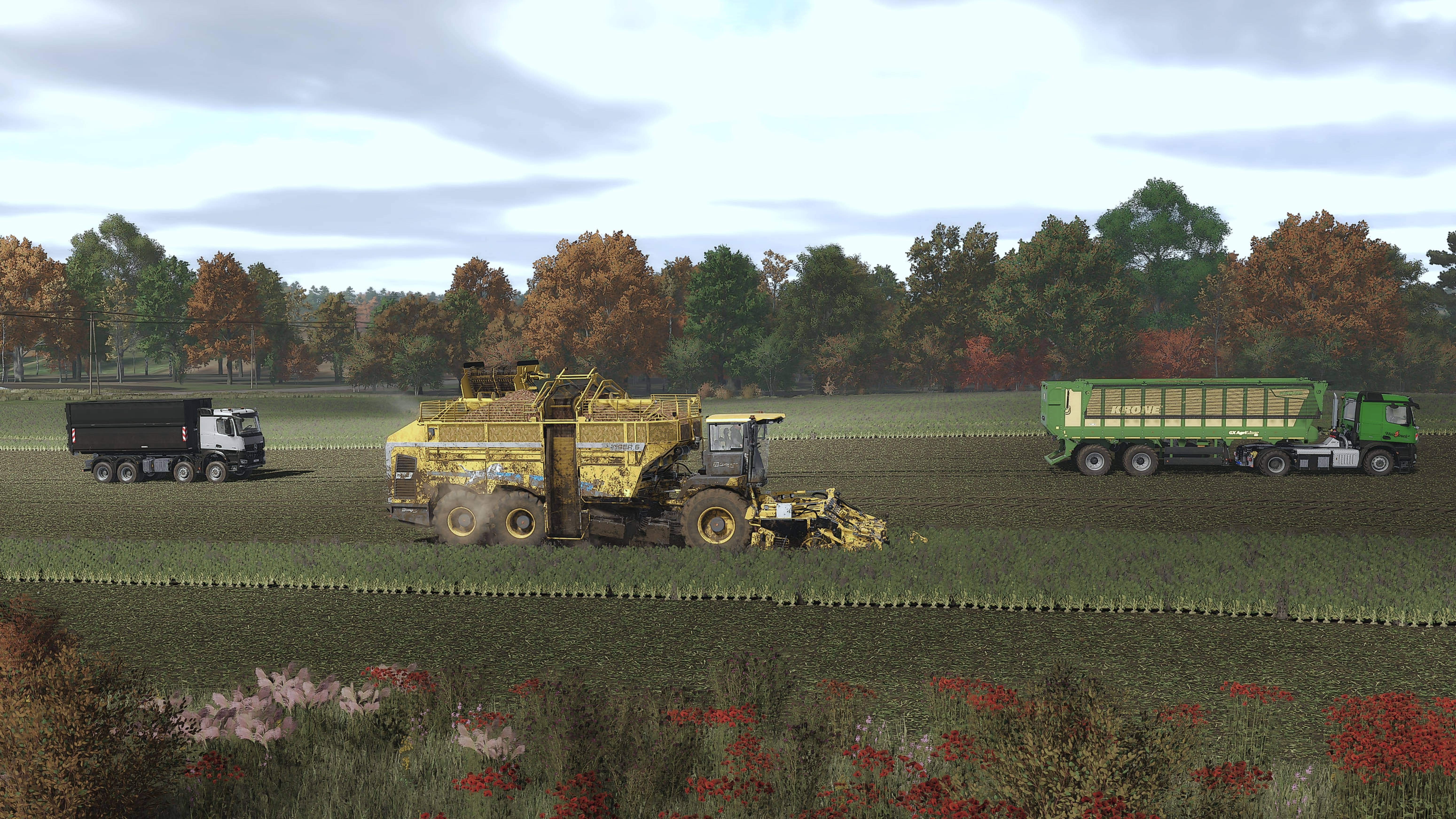 Уборка сахарной свеклы ROPA Tiger 6S, Mercedes-Benz Arocs + TECTRUM RS26, Heizotruck V2. FS25