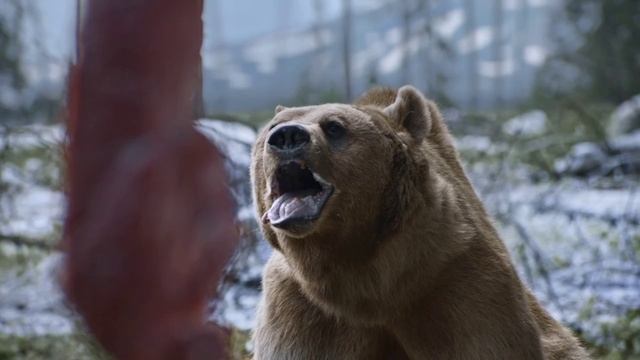 Doshirak Камчатка из медведей