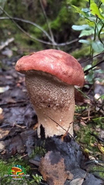 Крепыш подосиновик