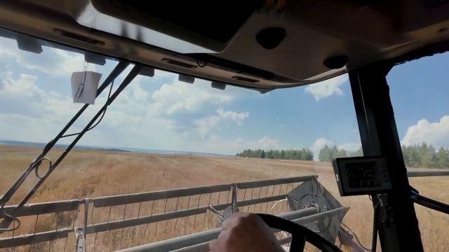 Нам ГОВОРИЛИ, что ОЗИМЫЙ РАПС не растет в Мордовии! Уборочная 2025 [видео взято с НЕСОВХОЗ]