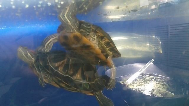 Ride the walrus (part uno)