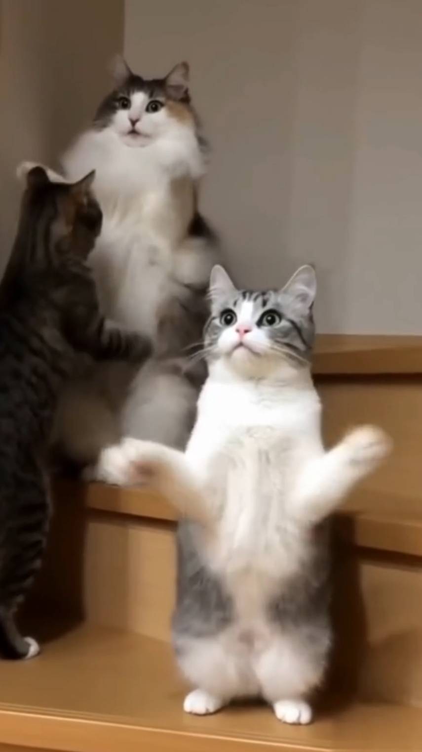 Странные кошки