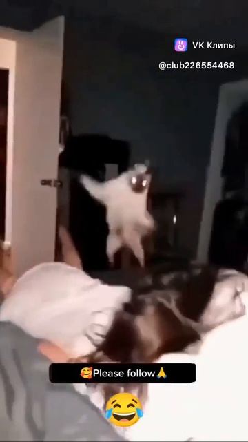 Коты и дети