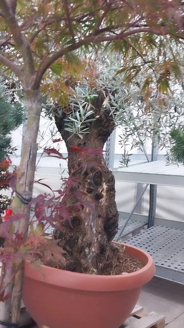 20 летние оливковые деревья уже продают у нас!