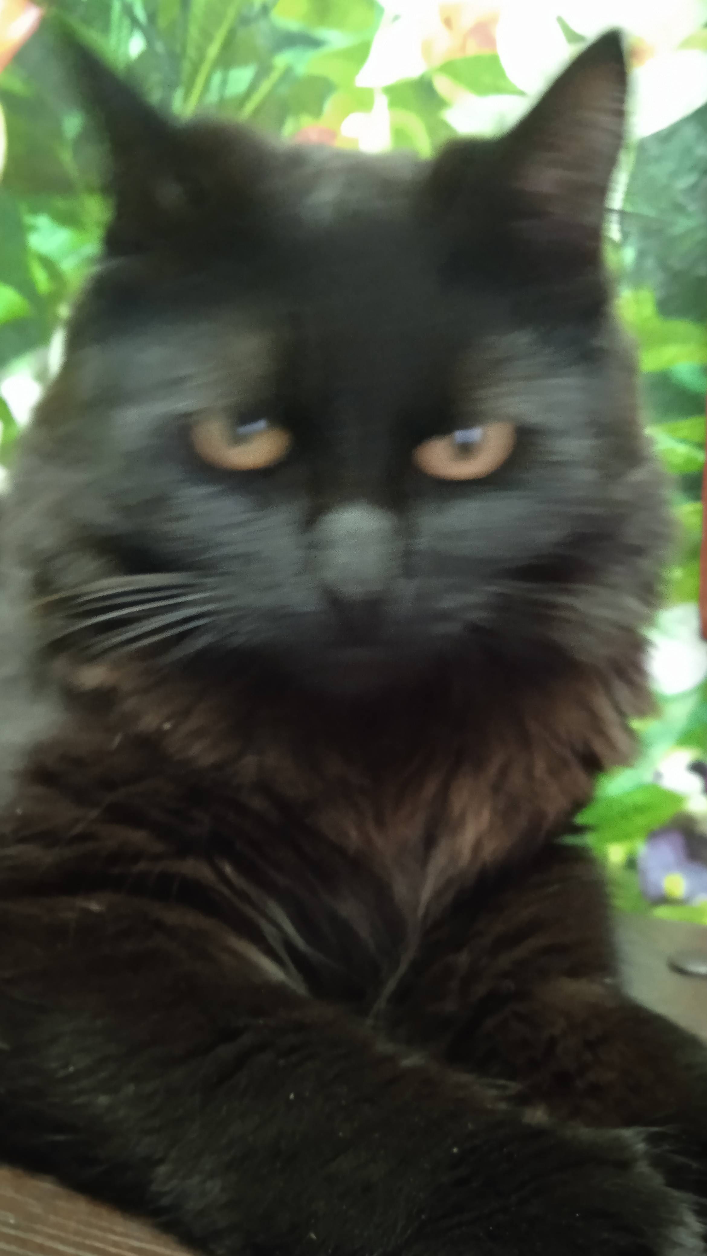 19.6.25г.  🐈САНЕЧКА Мой!!!  Взгляд🥺 Этот просто нет СЛОВ!!!👍👍👍
