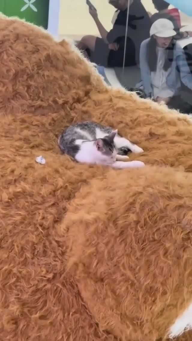 Сюрприз.mp4