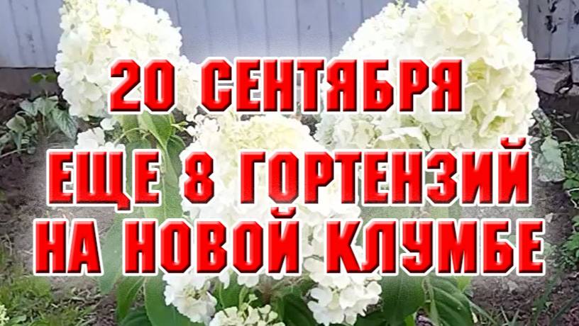 20 сентября. Еще 8 гортензий на новой клумбе