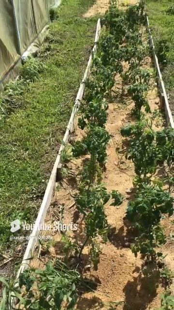 Ленобласть. Хвойное. 23.06.2024. Дача. Помидоры на грядке