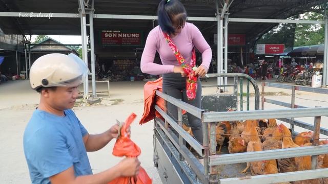Harvest Many Big Chickens At The Chicken Farm, Use 3-Wheeled Truck Transport Chickens Go To Sell