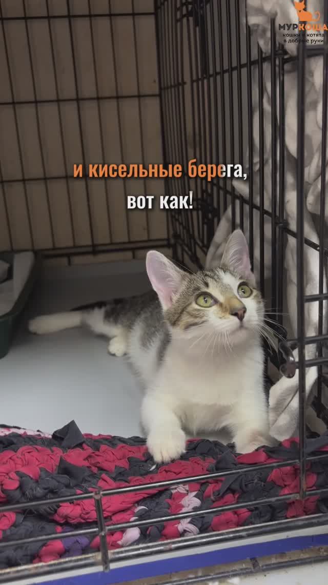 Балалайка ждёт вас в приюте #Муркоша
