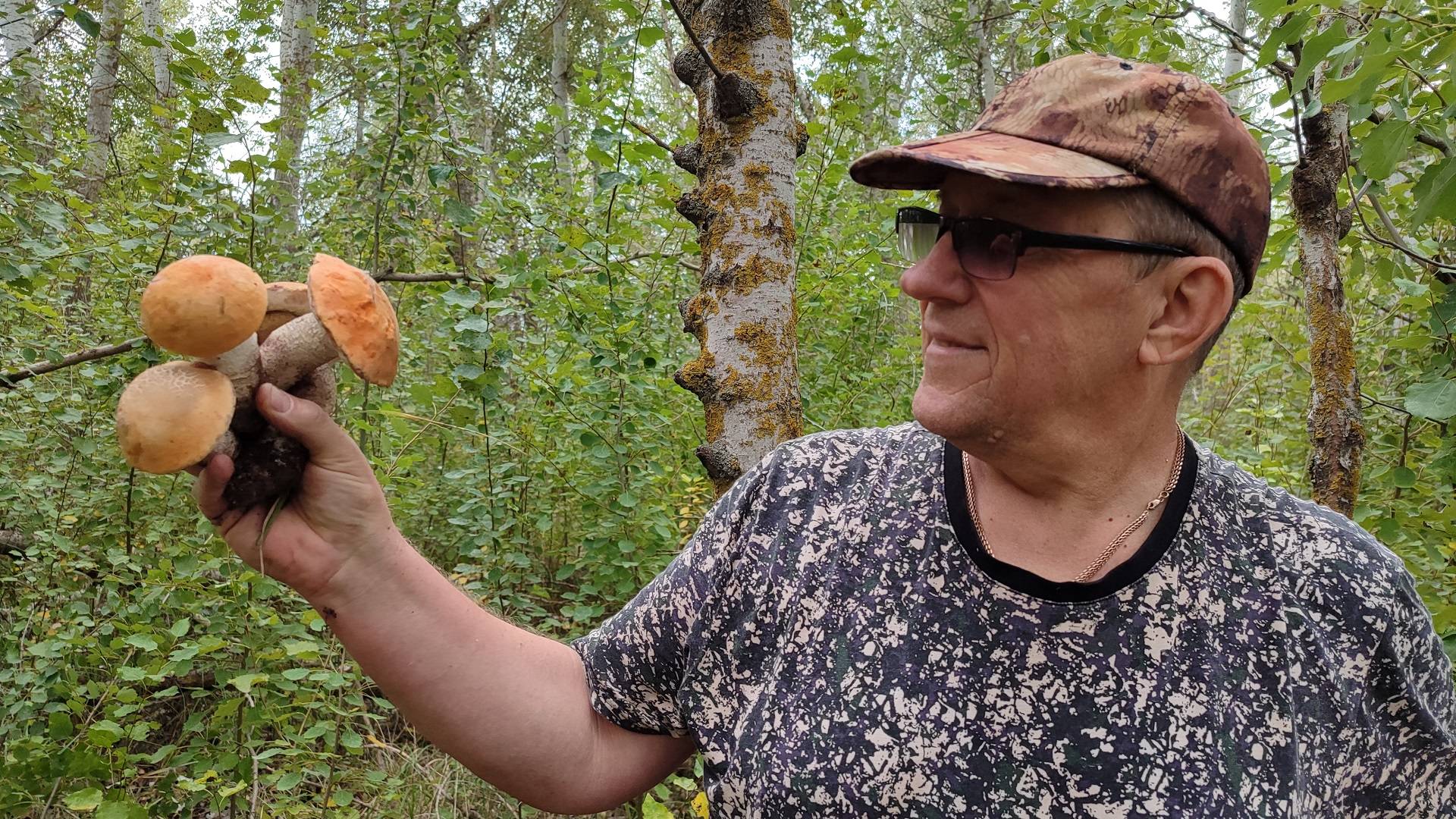 подосиновики красноголовики в большом количестве