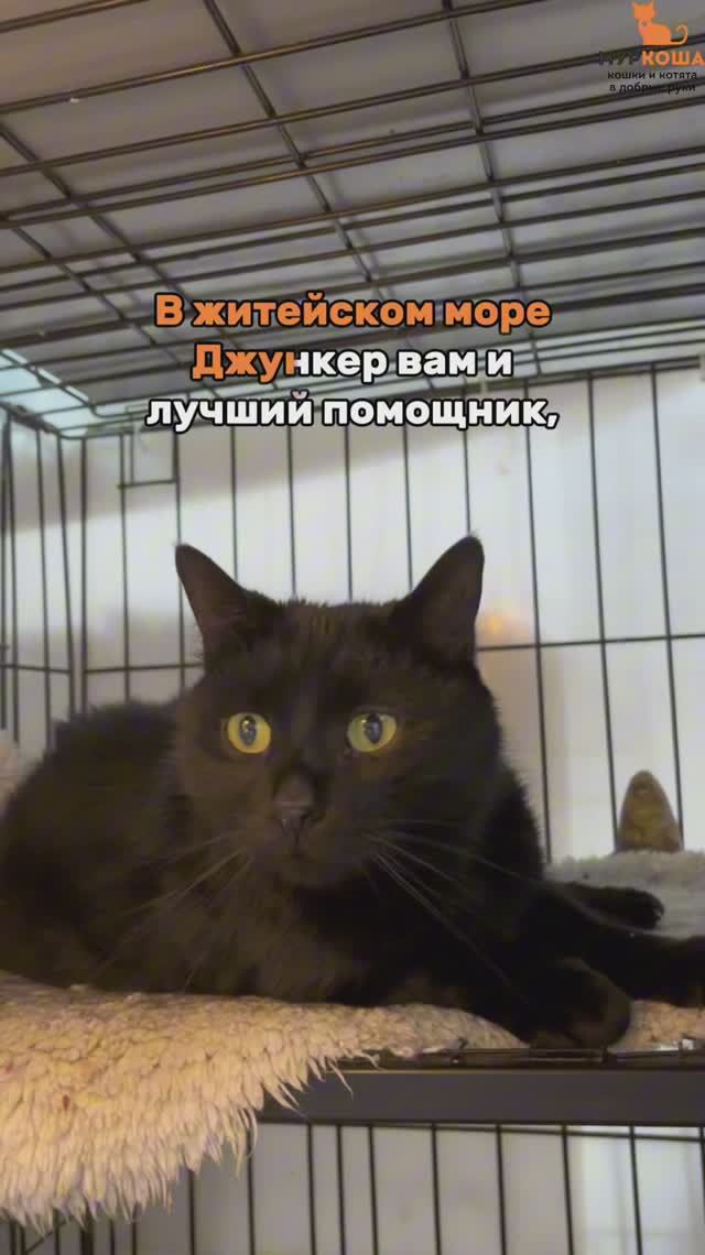 Джункер ждёт вас в приюте #Муркоша