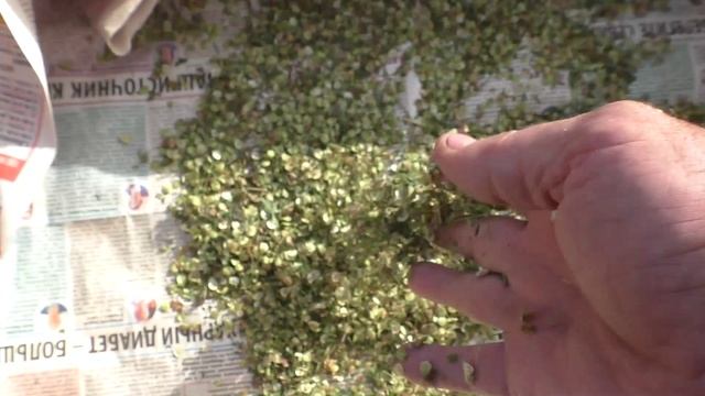 Свои семена пастернака