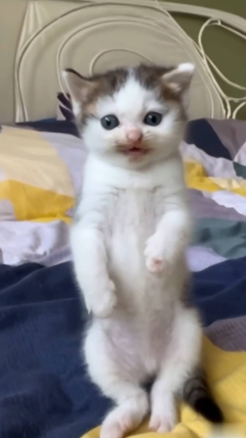 😱 Самый смешной котёнок в мире!