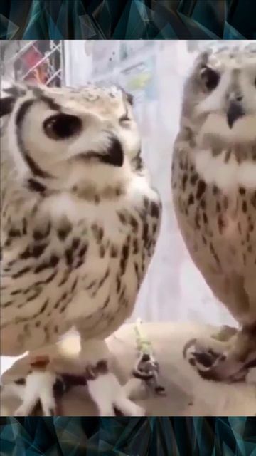 Две совы и настоящая дружба