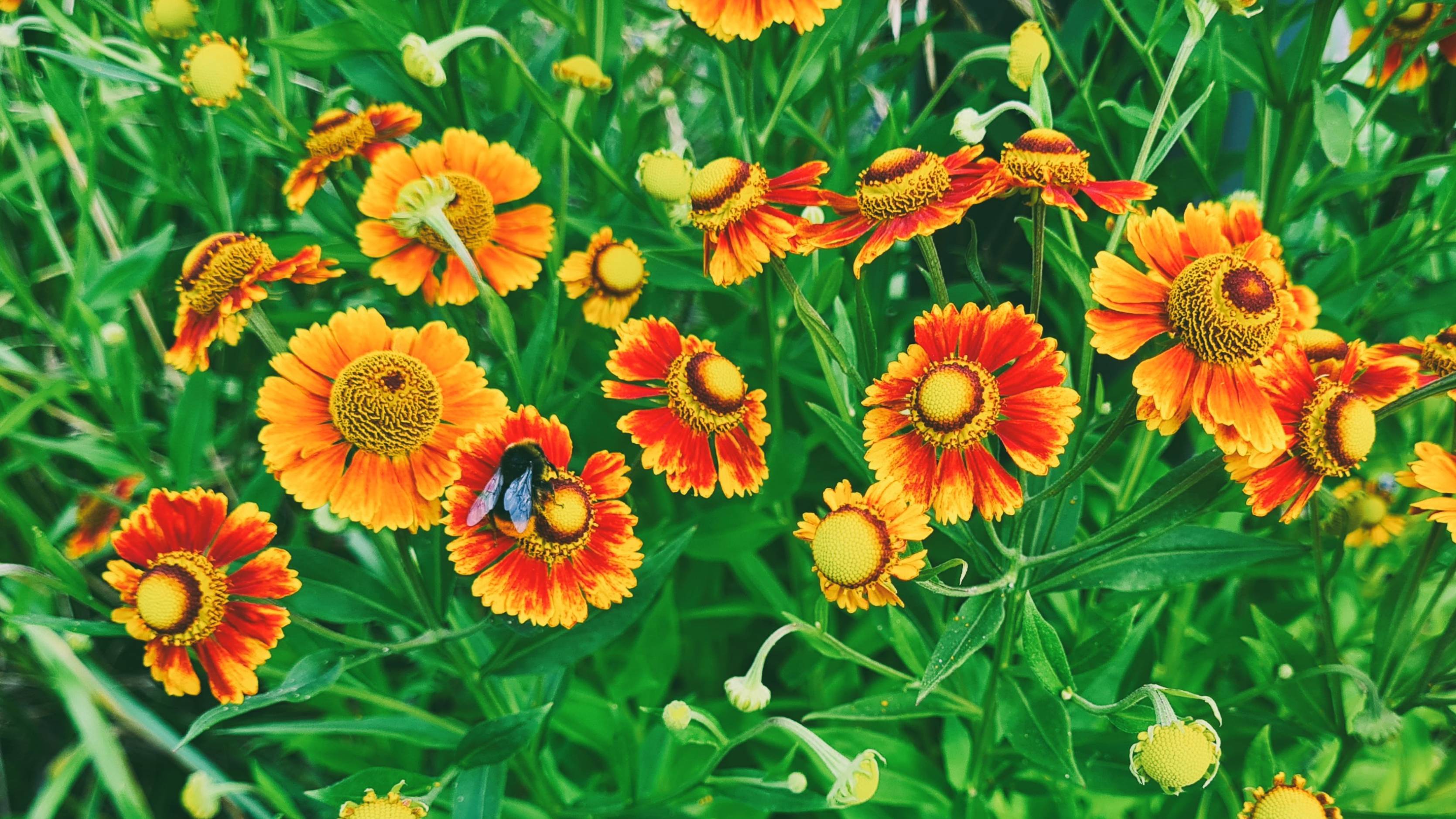 День 30.07.2025 цветочная прогулка