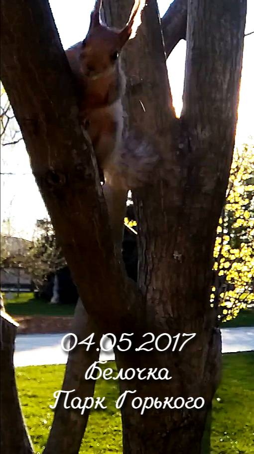 04.05.2017 Белочка. Парк Горького
