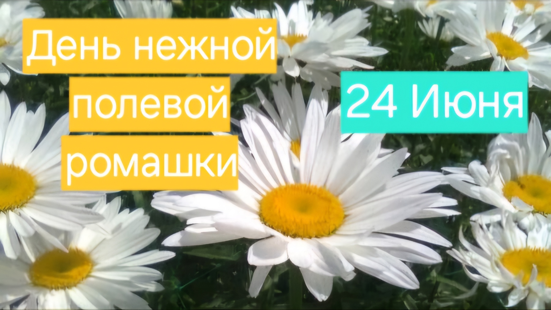 Ремикс музыка Ивана Купала - Перепёлка | ЛЕТО цветущее ягодное | #деньРомашки 24 Июня